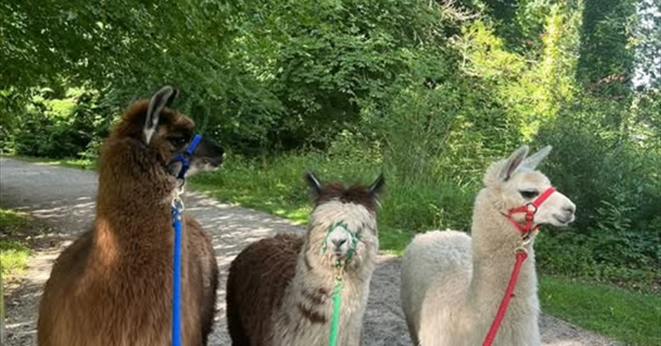 Alpaca Walks at Florence Court - Enniskillen - Fermanagh Lakelands