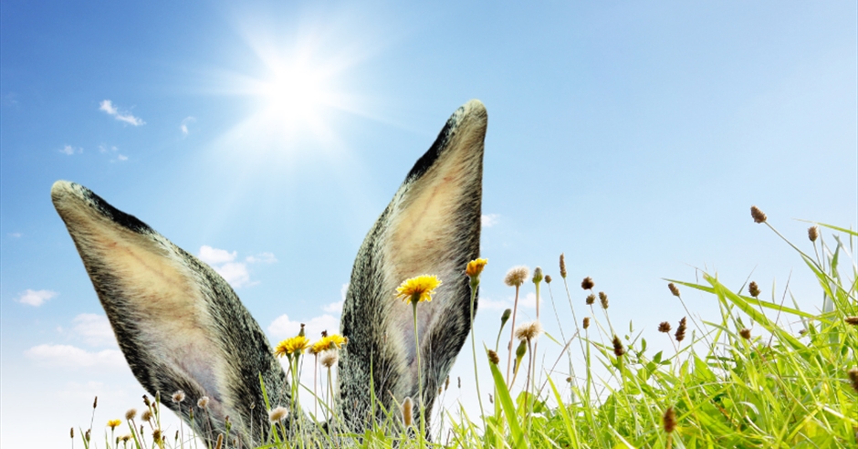 EASTER FUN AT THE FARM - Lisbellaw - Fermanagh Lakelands