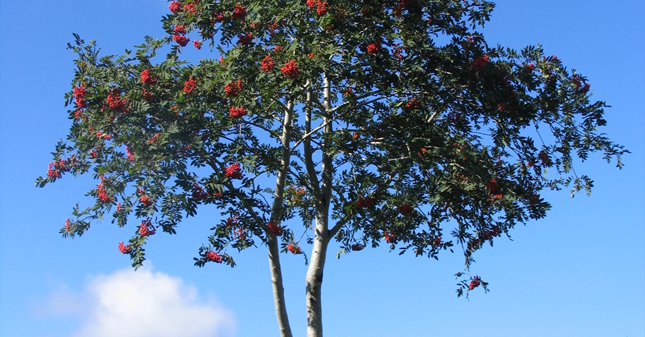 Tree Walk For Tree Week - Leggs - Fermanagh Lakelands