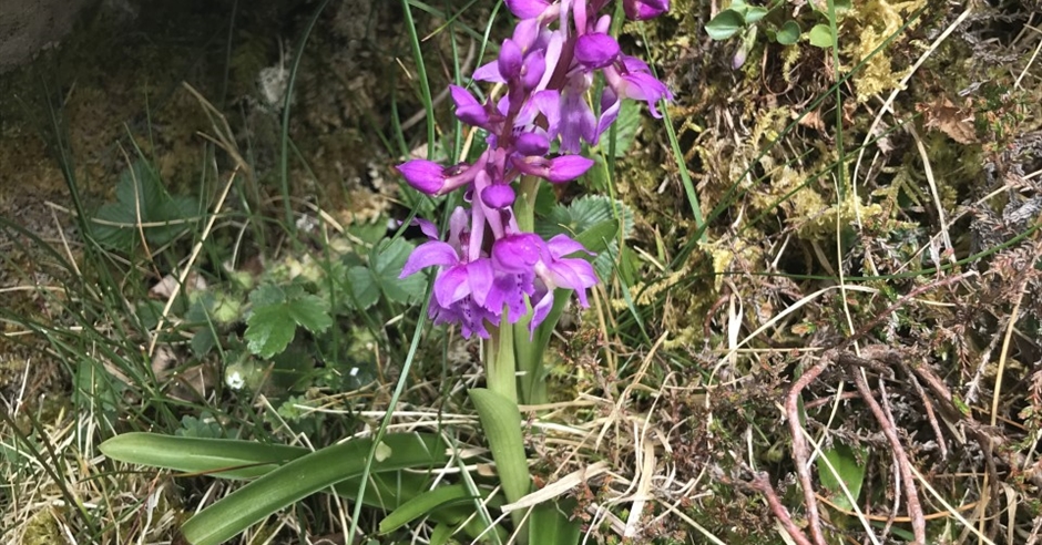 Bealtaine Wild Flower Walk - Gowlan - Fermanagh Lakelands